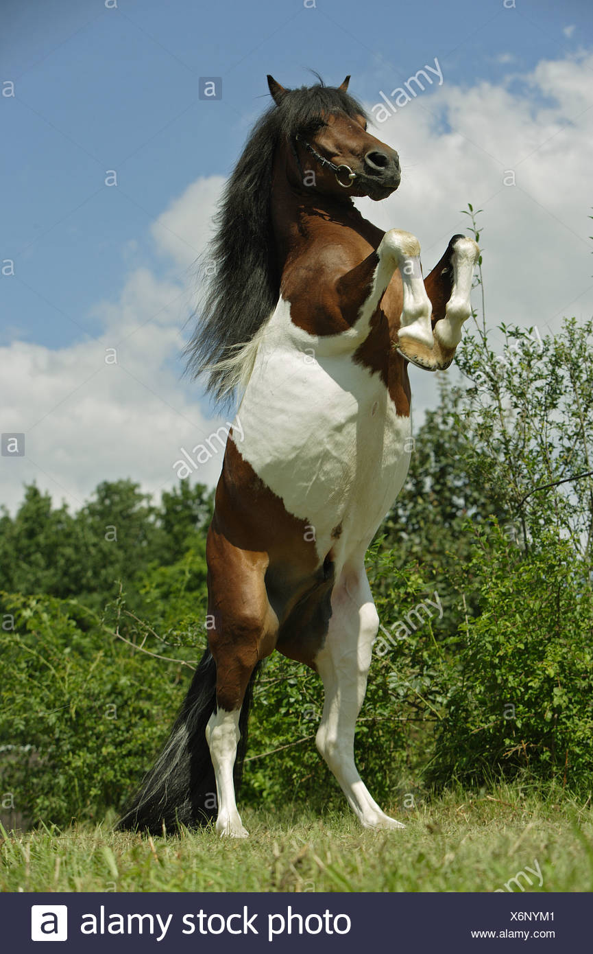 Shetland Pony Horse Rearing Stock Photos & Shetland Pony Horse Rearing ...