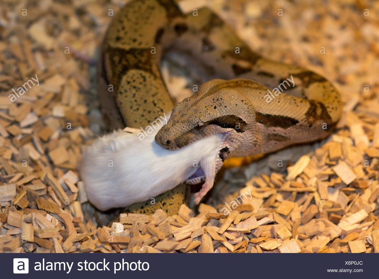 Boa Constrictor Prey High Resolution Stock Photography and Images - Alamy