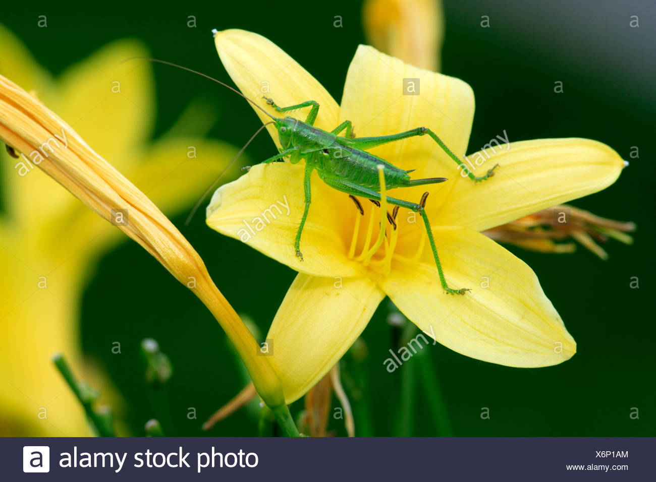 Speckled Bush Cricket High Resolution Stock Photography and Images - Alamy