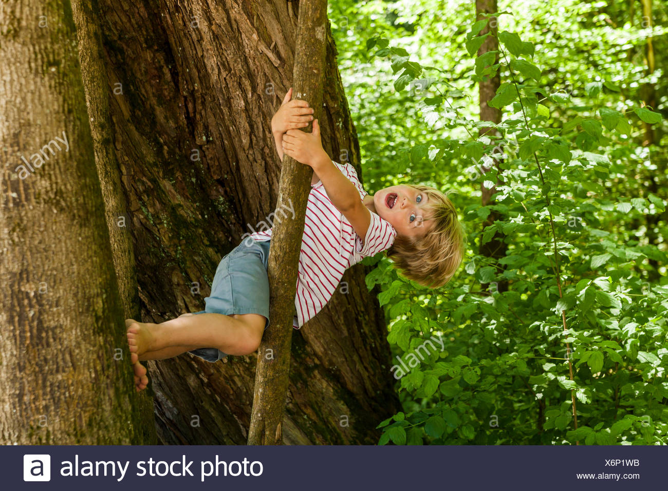 Page 2 - Boy Climbing Tree Barefoot High Resolution Stock Photography ...