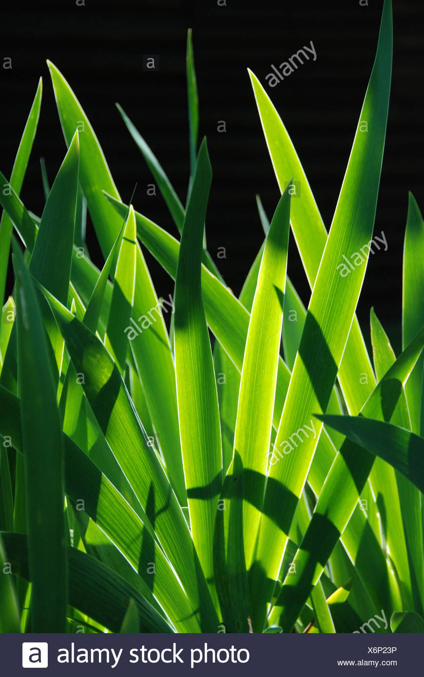 Iris Leaves High Resolution Stock Photography and Images - Alamy