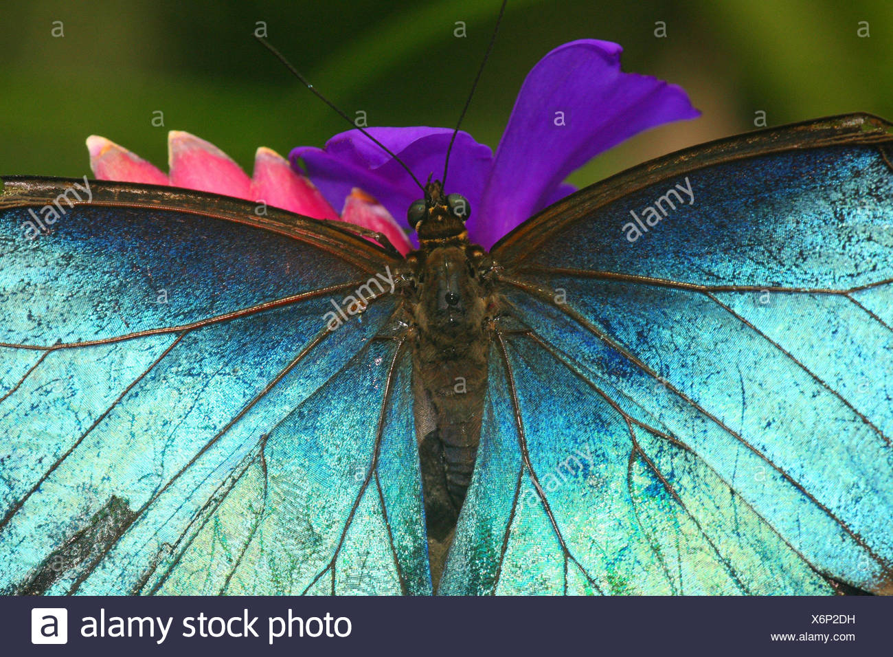 Blue Morpho Butterfly Wing High Resolution Stock Photography and Images ...