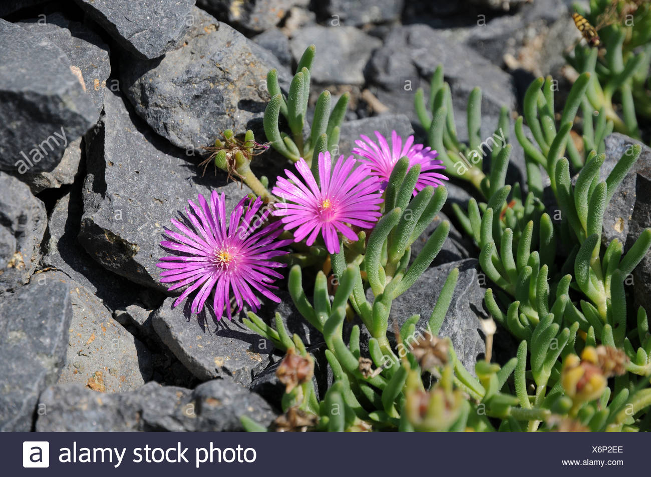 Lampranthus Garden High Resolution Stock Photography and Images - Alamy