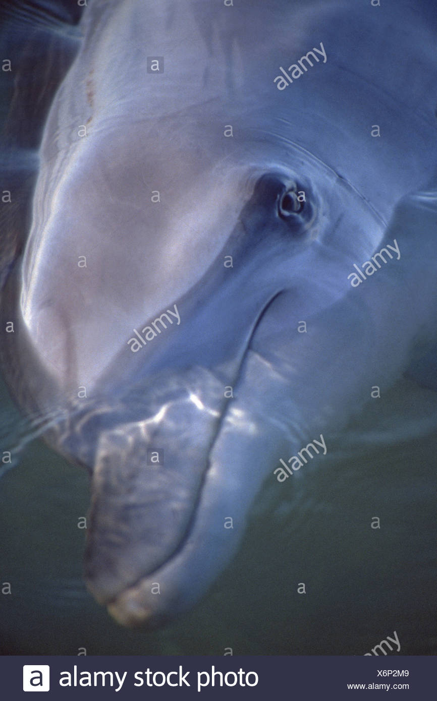 Dolphin Eye Close Up High Resolution Stock Photography and Images - Alamy