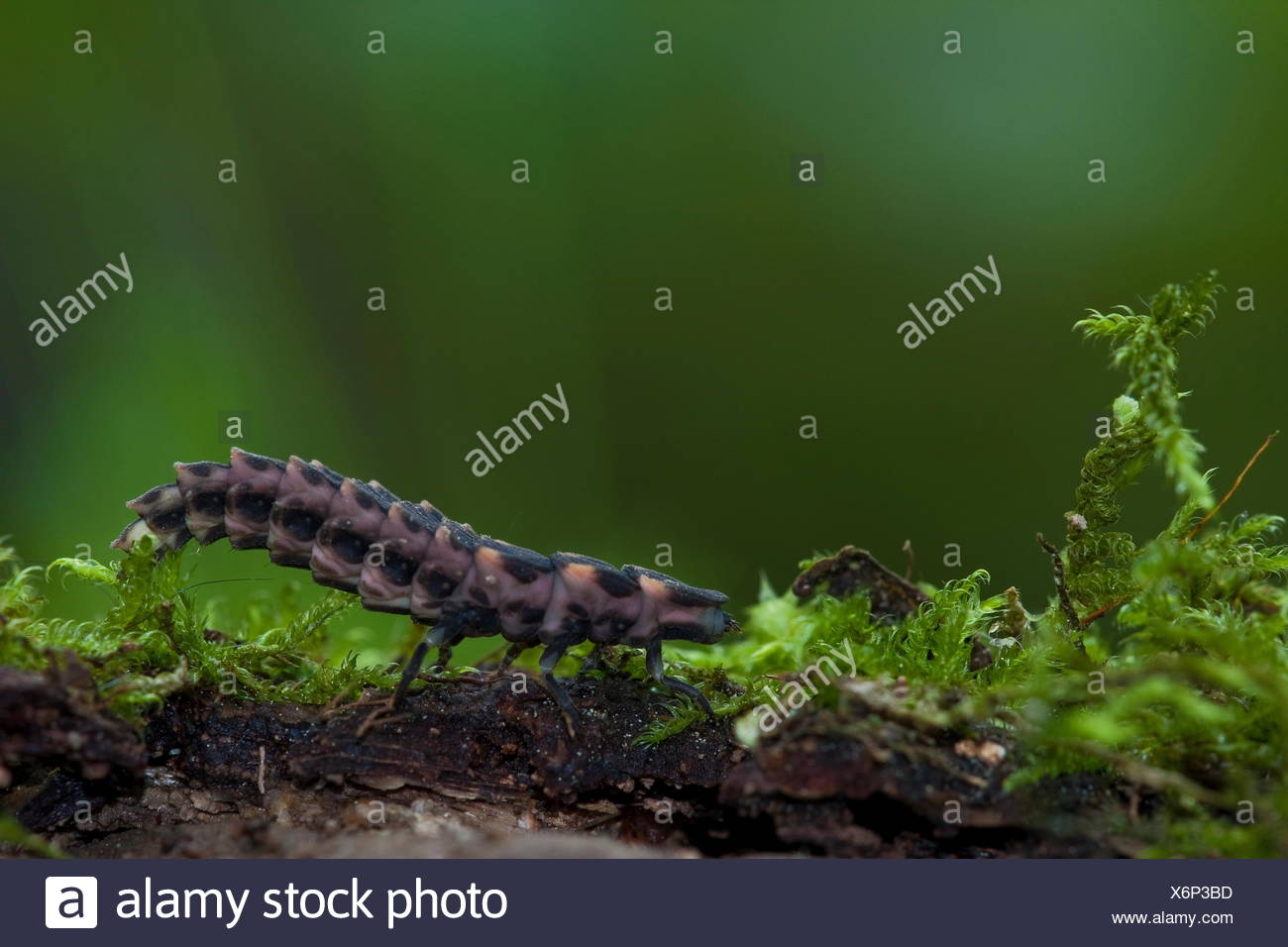 Adult Glowworm High Resolution Stock Photography and Images - Alamy
