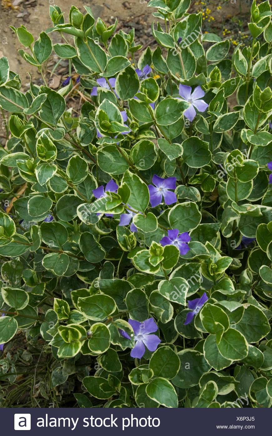 Vinca Major Stock Photos & Vinca Major Stock Images - Alamy