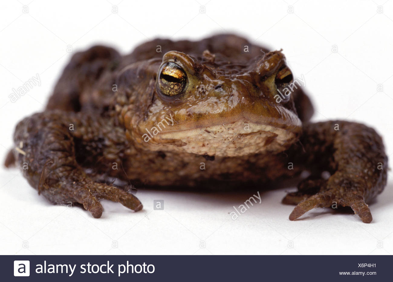 Golden Toad Stock Photos & Golden Toad Stock Images - Alamy