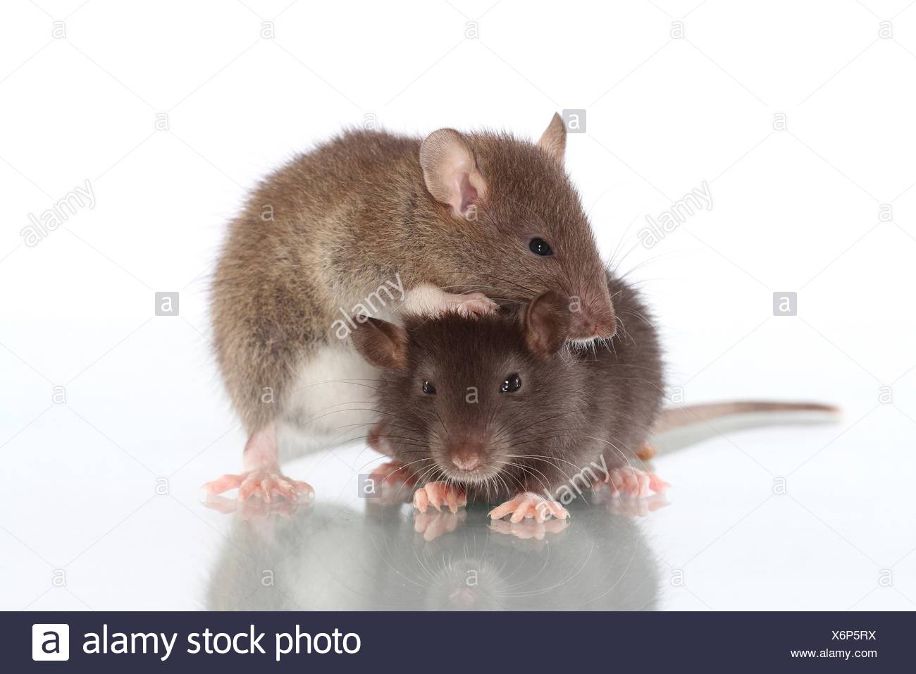 Berkshire Rats Stock Photos & Berkshire Rats Stock Images - Alamy