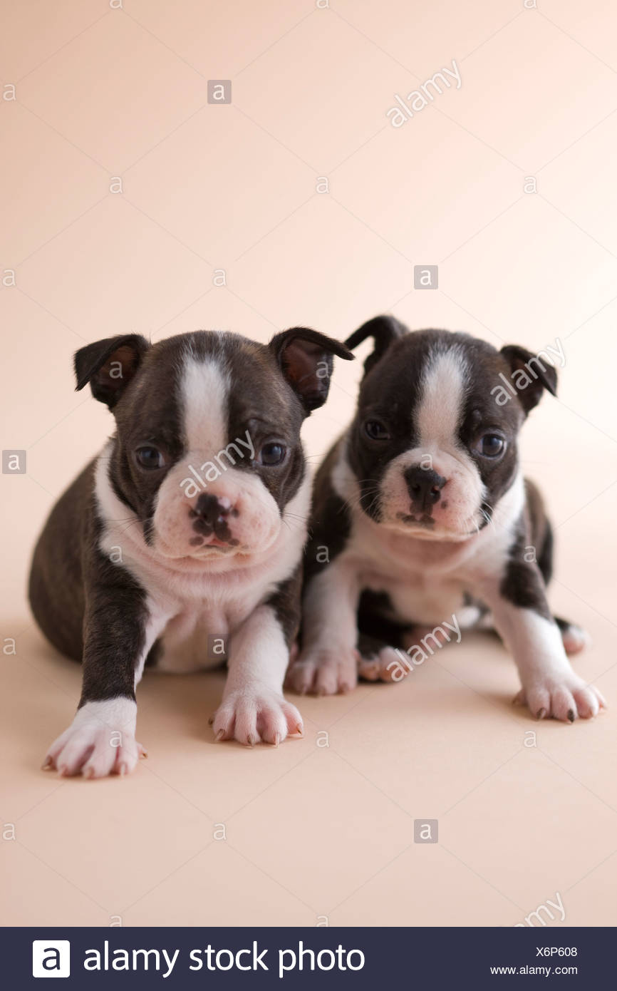 Two Puppies High Resolution Stock Photography and Images - Alamy