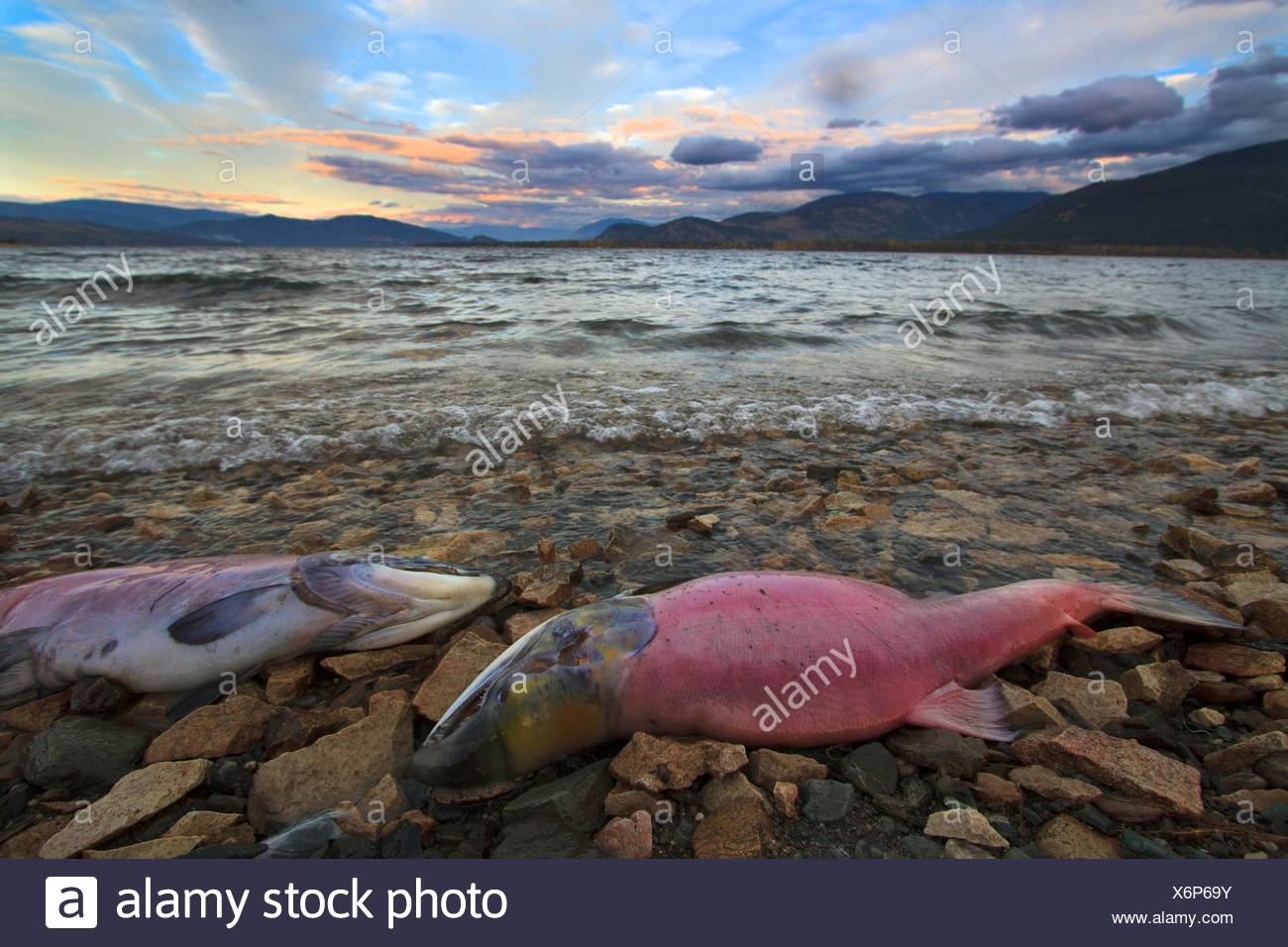Spawned Stock Photos & Spawned Stock Images - Alamy