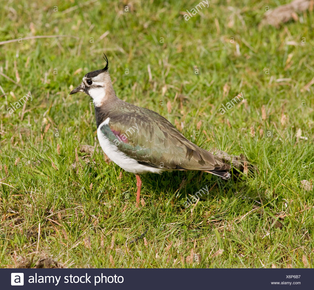 Lapwing Female High Resolution Stock Photography and Images - Alamy
