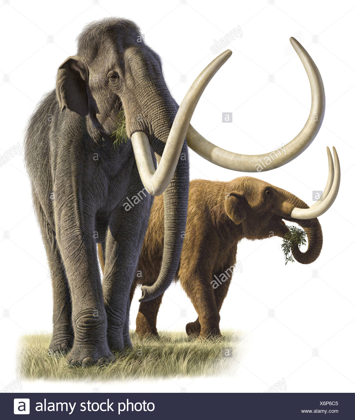 Mastodon High Resolution Stock Photography and Images - Alamy