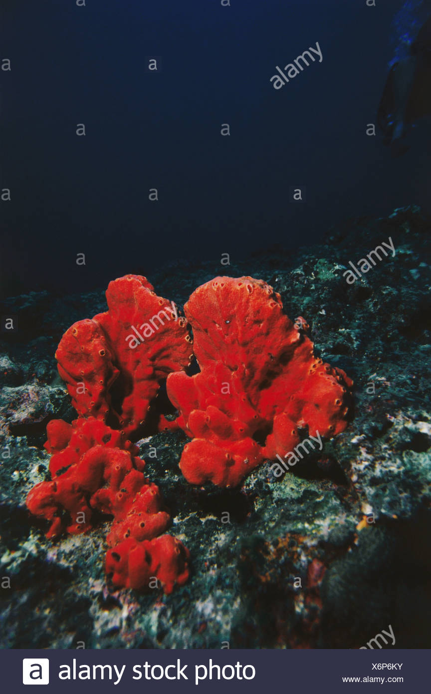 Sea Sponges High Resolution Stock Photography and Images - Alamy