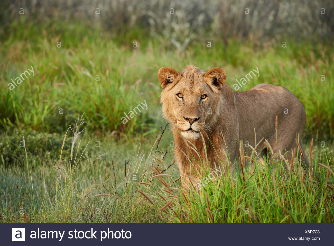 Sub Adult Lion Stock Photos & Sub Adult Lion Stock Images - Alamy