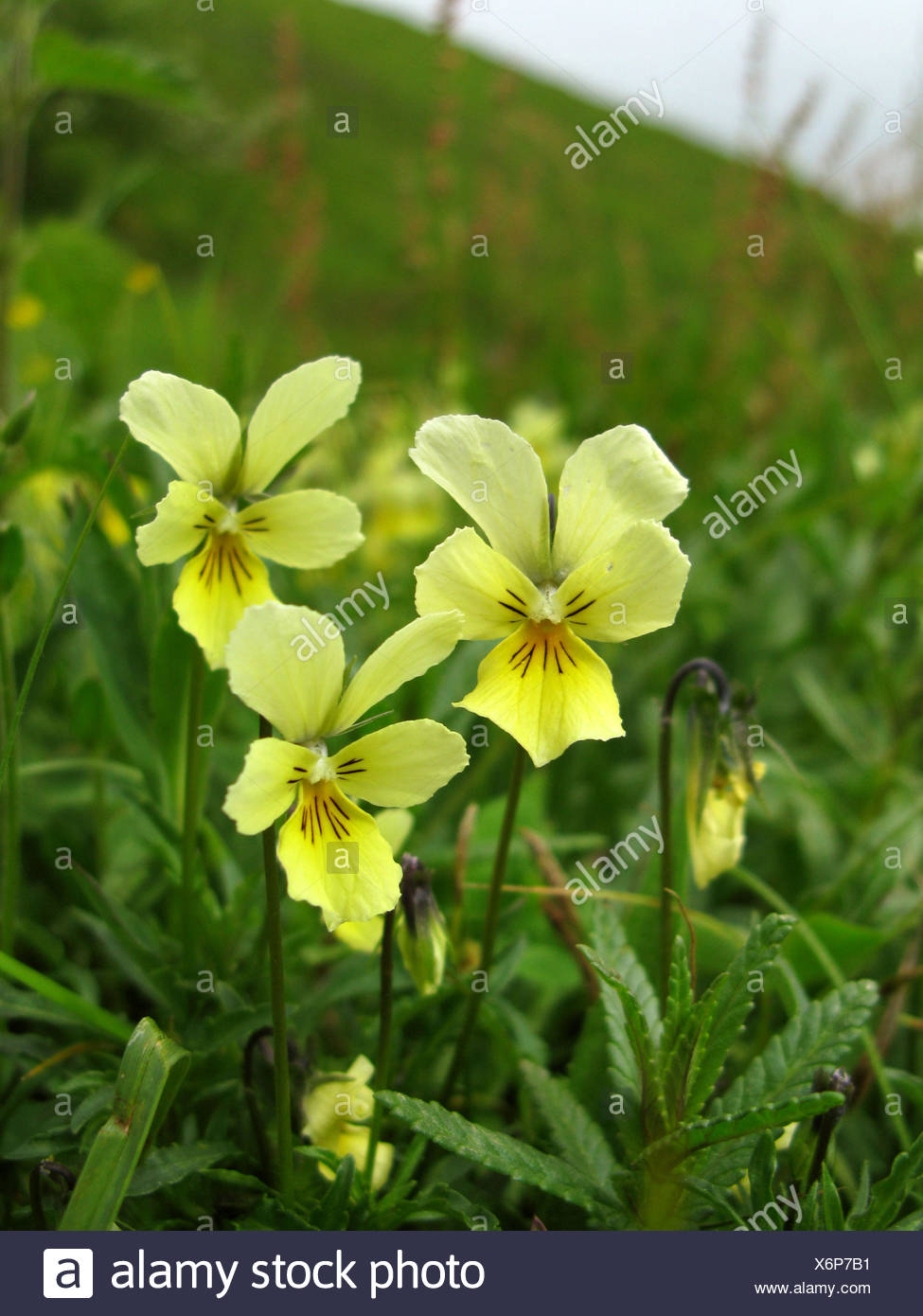 Zinc Violet Viola Calaminaria High Resolution Stock Photography and ...