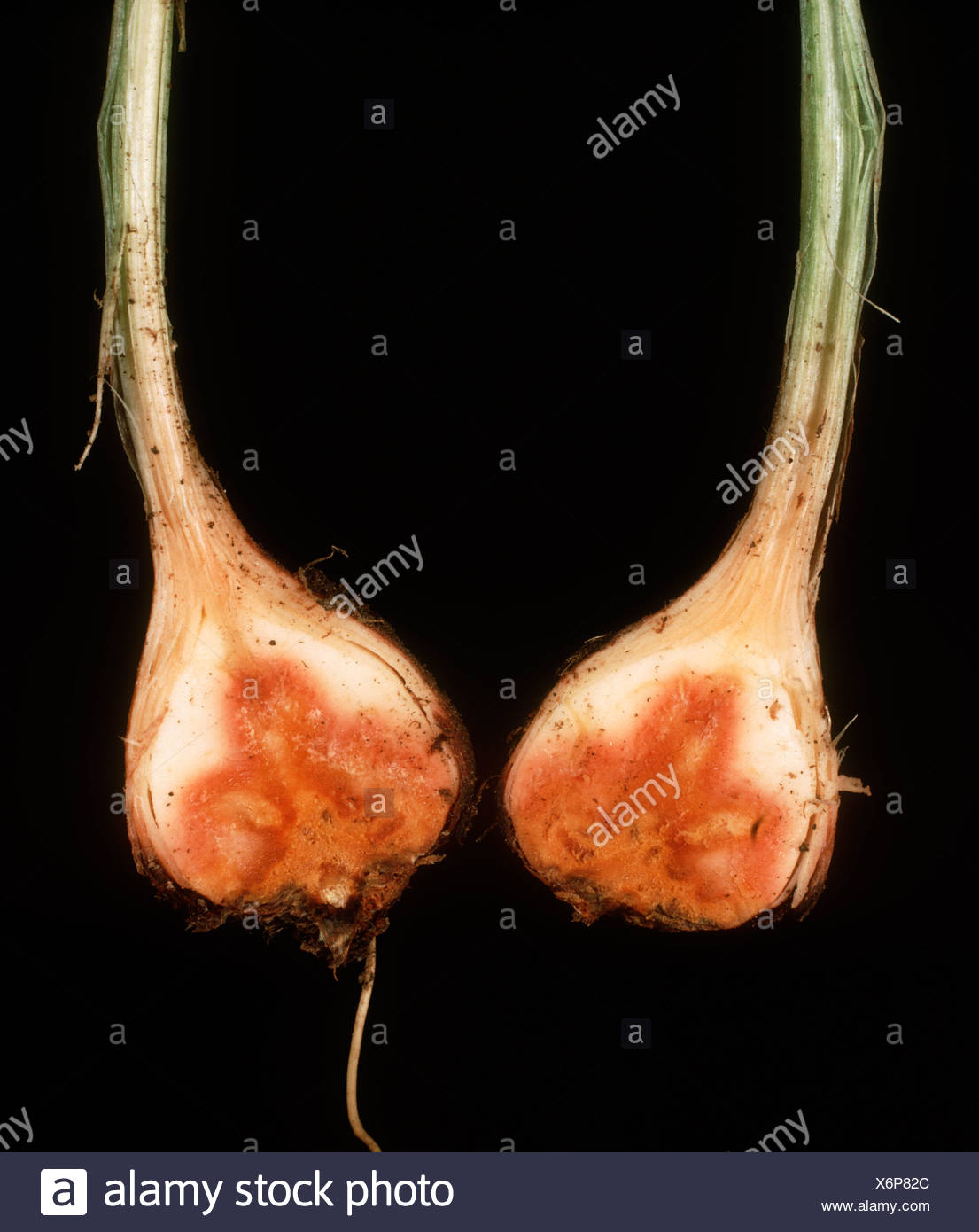 Basal Rot High Resolution Stock Photography and Images - Alamy