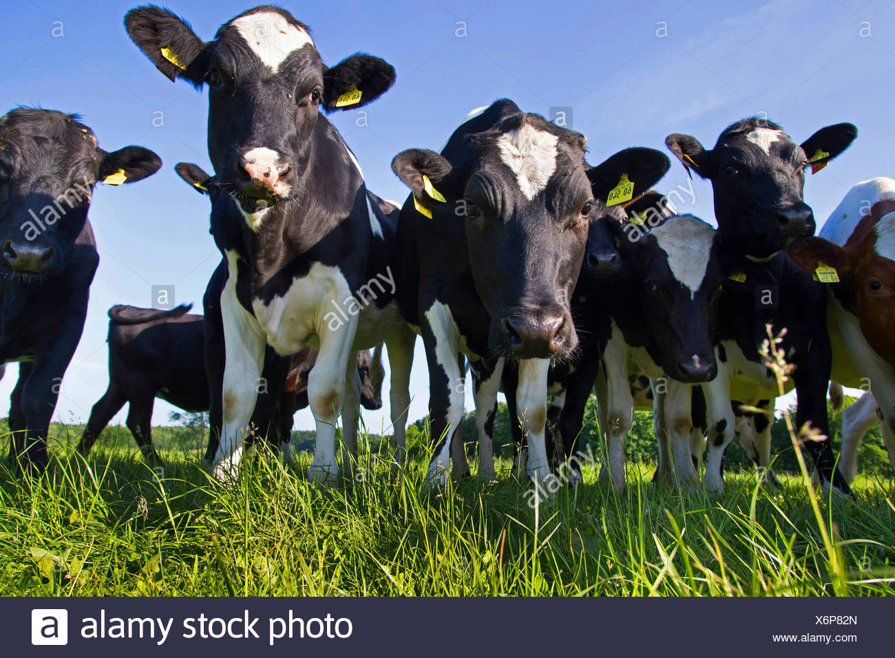 Black Pied Dairy Cattle High Resolution Stock Photography and Images ...