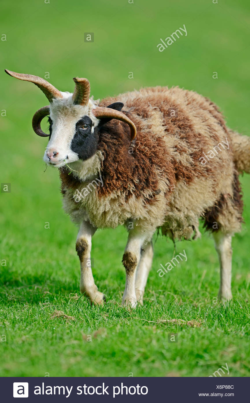 Jacob Sheep High Resolution Stock Photography and Images - Alamy