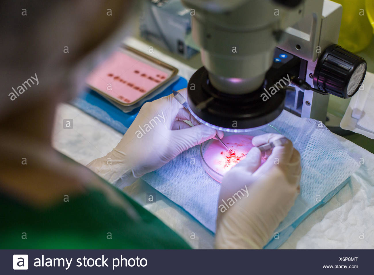 Micrografting High Resolution Stock Photography and Images - Alamy