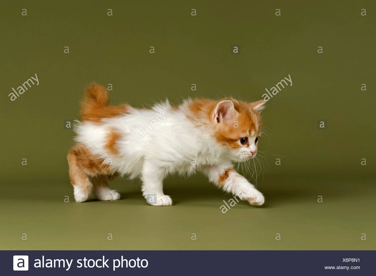 Manx Cat High Resolution Stock Photography and Images - Alamy