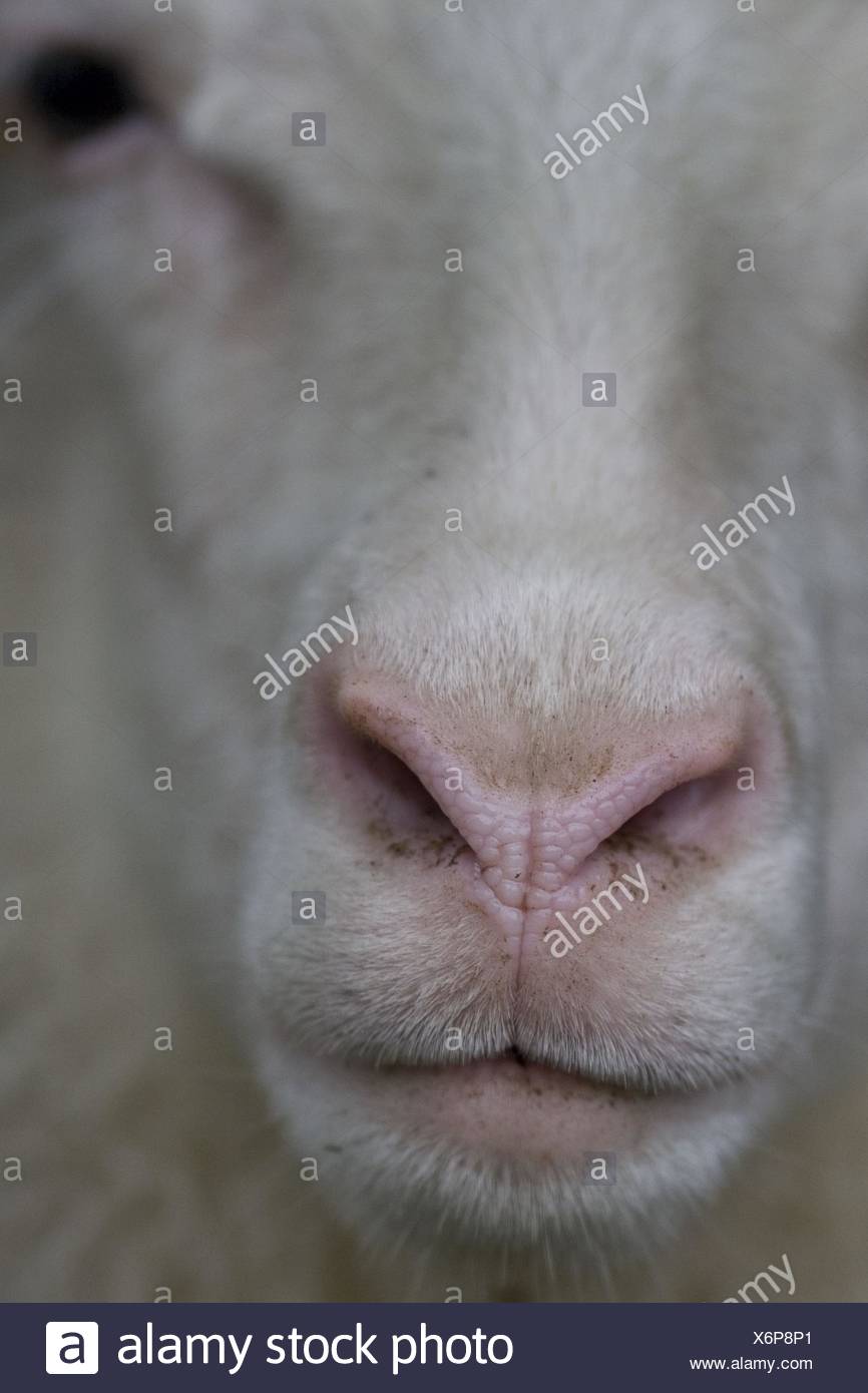 Sheep Mouth Stock Photos & Sheep Mouth Stock Images - Alamy