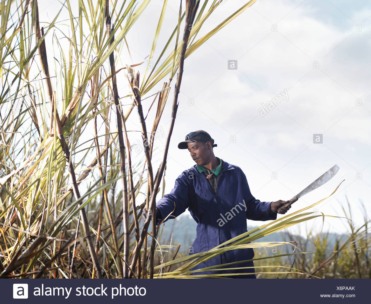 Field Worker Harvesting Sugar Cane Stock Photos & Field Worker ...