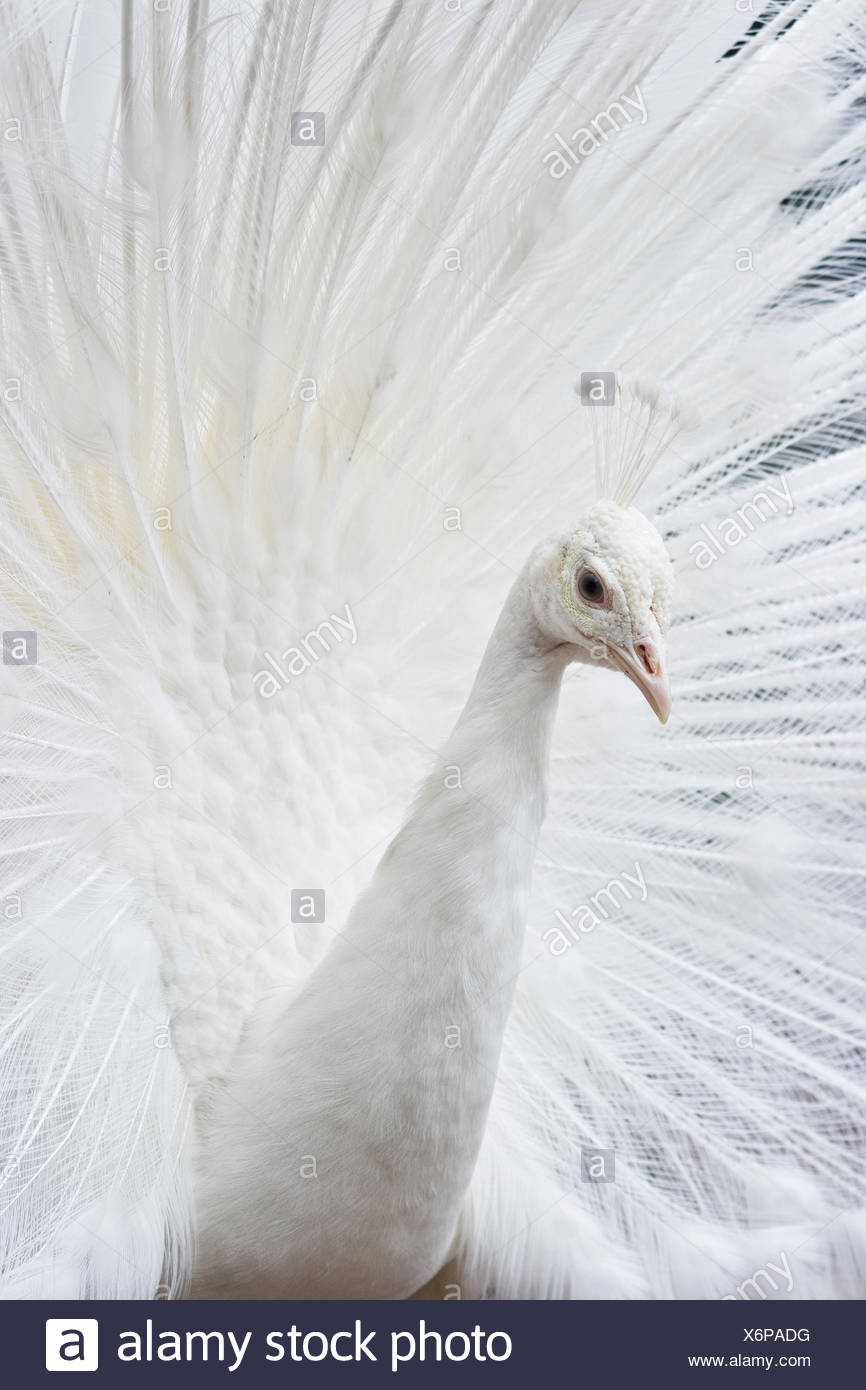 Nice Animals High Resolution Stock Photography and Images - Alamy