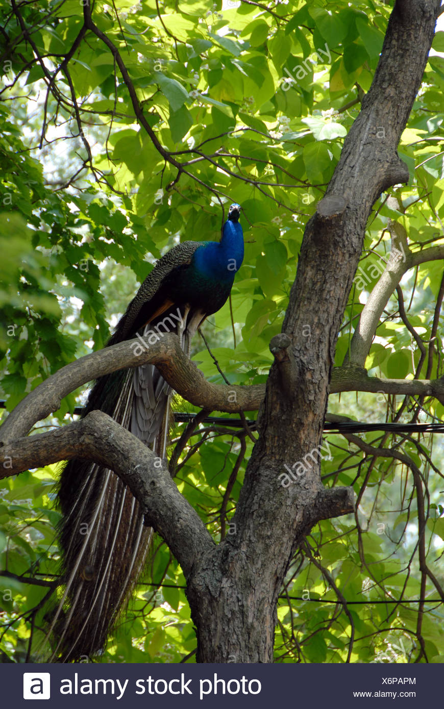 Peacock Sitting On Tree High Resolution Stock Photography and Images ...