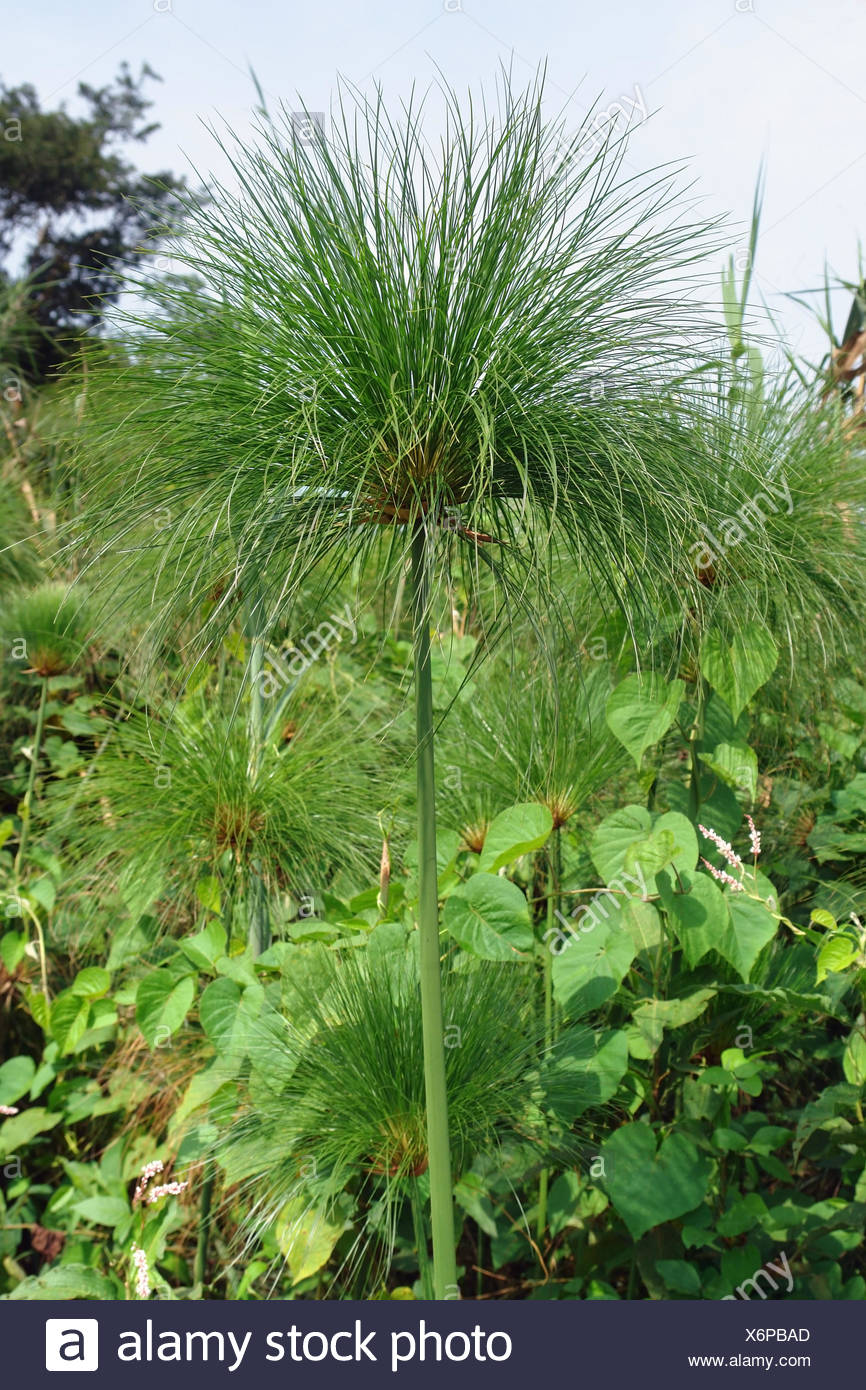 Papyrus Papyrus Plant High Resolution Stock Photography and Images - Alamy
