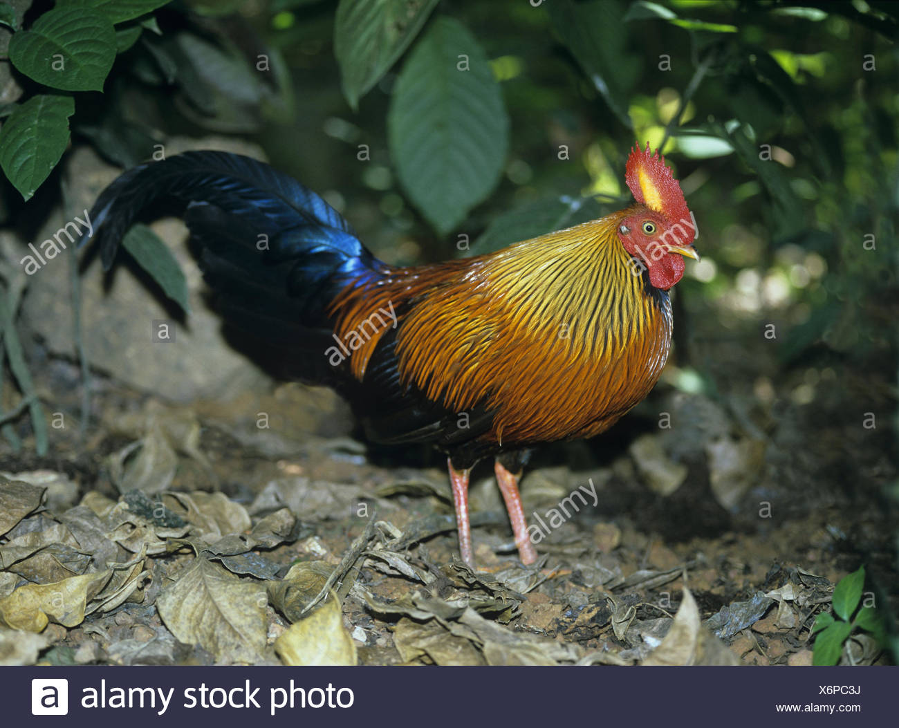 Neck Chicken High Resolution Stock Photography and Images - Alamy