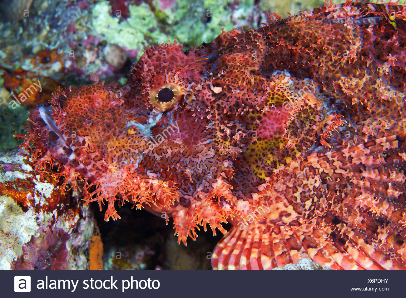 Bearded Scorpionfish High Resolution Stock Photography and Images - Alamy