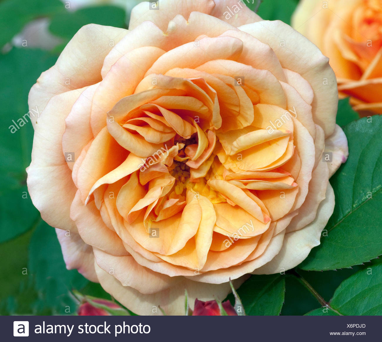 Rosa Charles Austin David Austin Stock Photos & Rosa Charles Austin ...