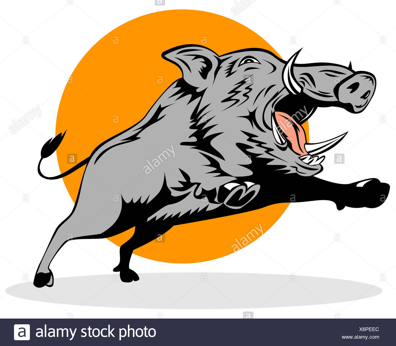 Razorback Pig Stock Photos & Razorback Pig Stock Images - Alamy