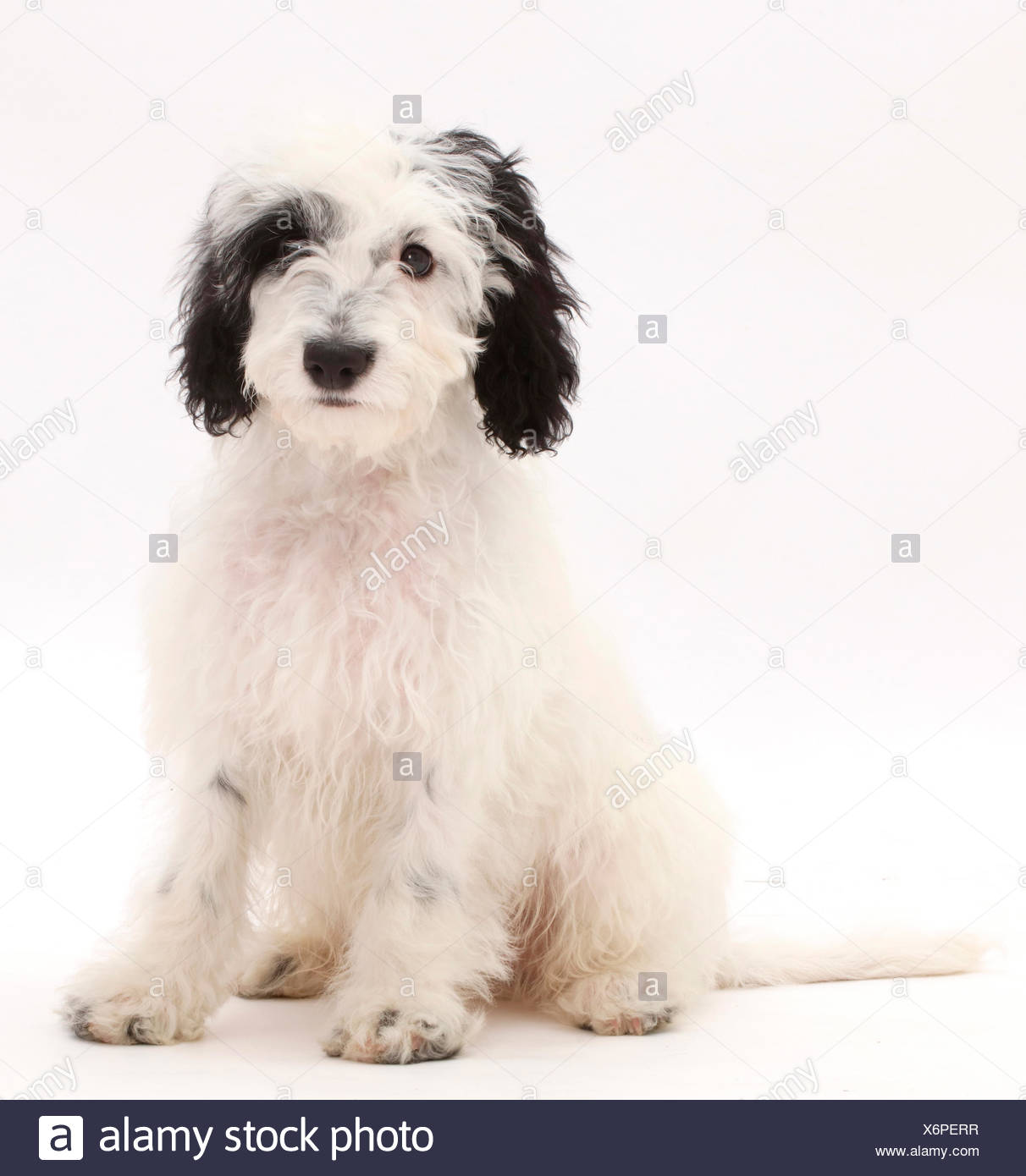White Cockapoo High Resolution Stock Photography and Images - Alamy