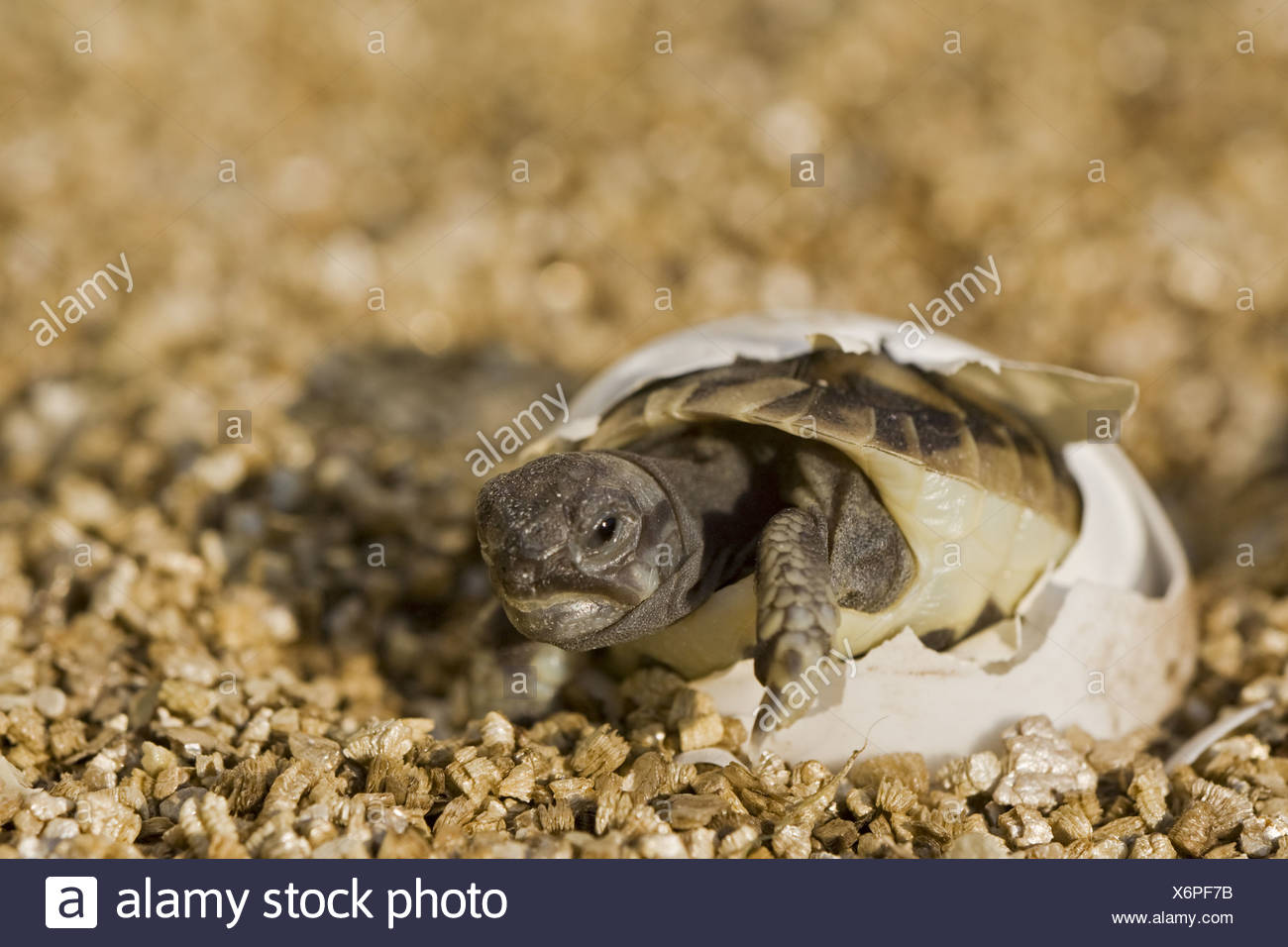 Tortoise Egg High Resolution Stock Photography and Images - Alamy
