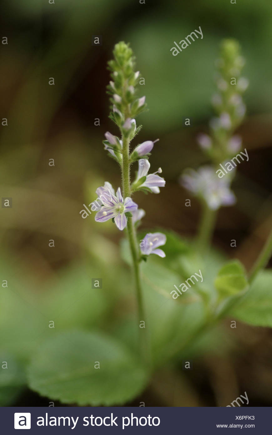 Common Speedwell High Resolution Stock Photography and Images - Alamy