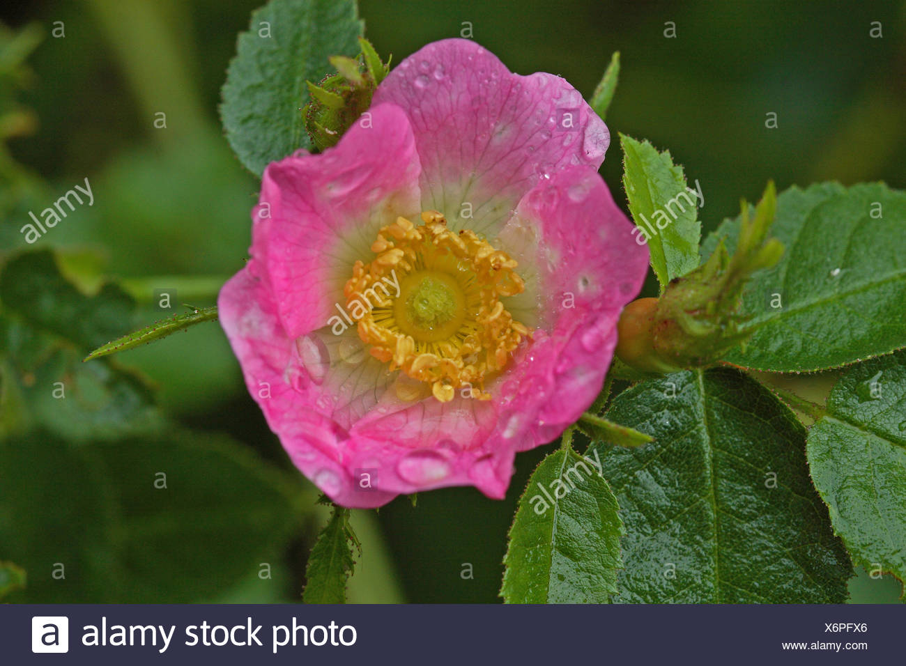Carina High Resolution Stock Photography and Images - Alamy