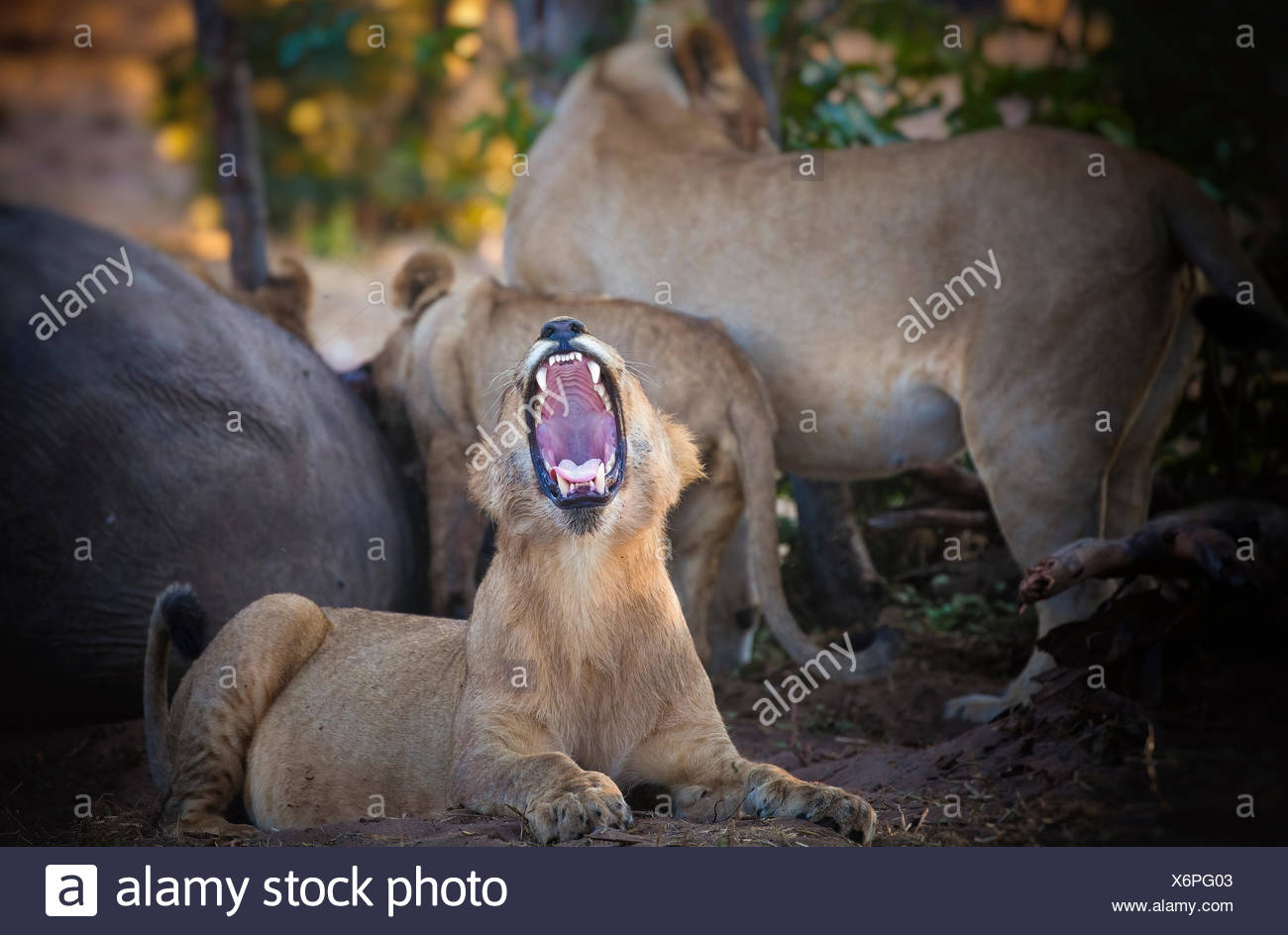 Roaring Lion Prey Stock Photos & Roaring Lion Prey Stock Images - Alamy