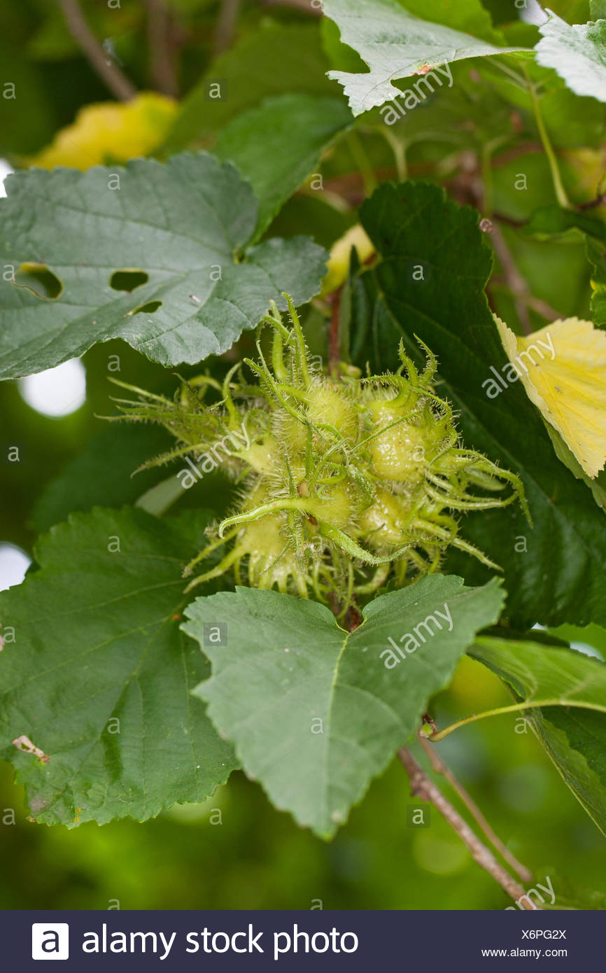 Turkish Hazel Corylus Colurna High Resolution Stock Photography and ...