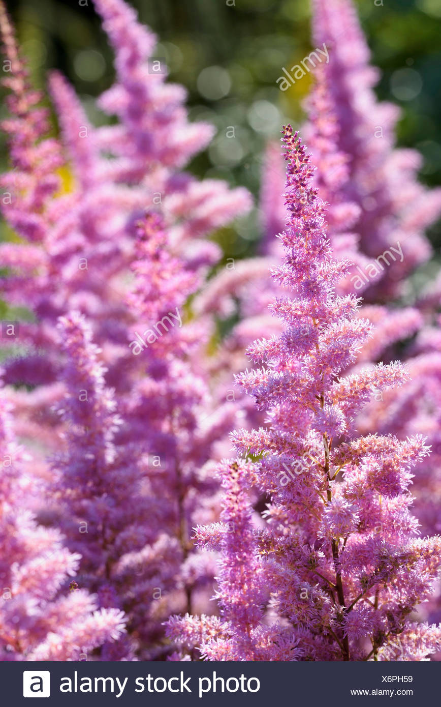 Pink Astilbe In Flower High Resolution Stock Photography and Images - Alamy