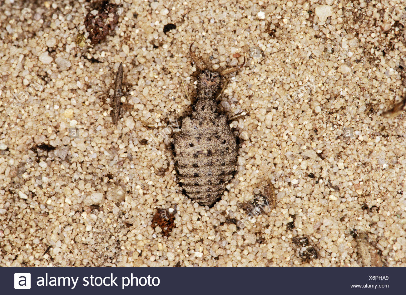 Antlion Larva High Resolution Stock Photography and Images - Alamy