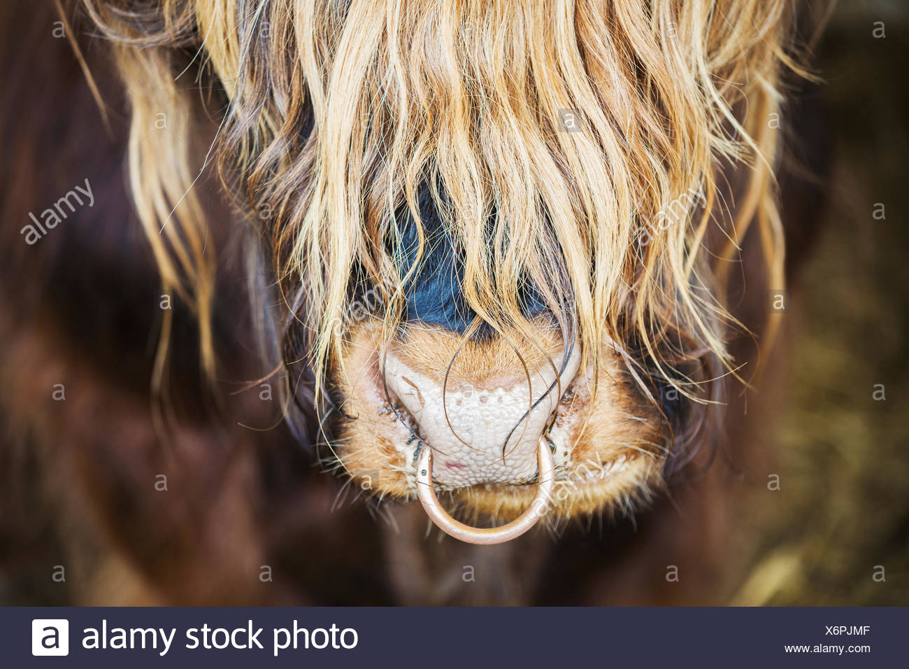 Close Up Bull Nose Ring Stock Photos & Close Up Bull Nose Ring Stock ...