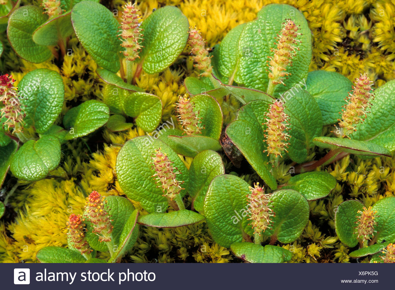 Arctic Willow Stock Photos & Arctic Willow Stock Images - Alamy