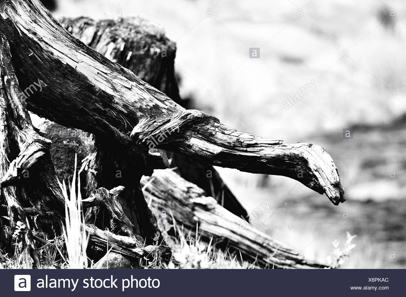 Plant Roots Dead High Resolution Stock Photography and Images - Alamy