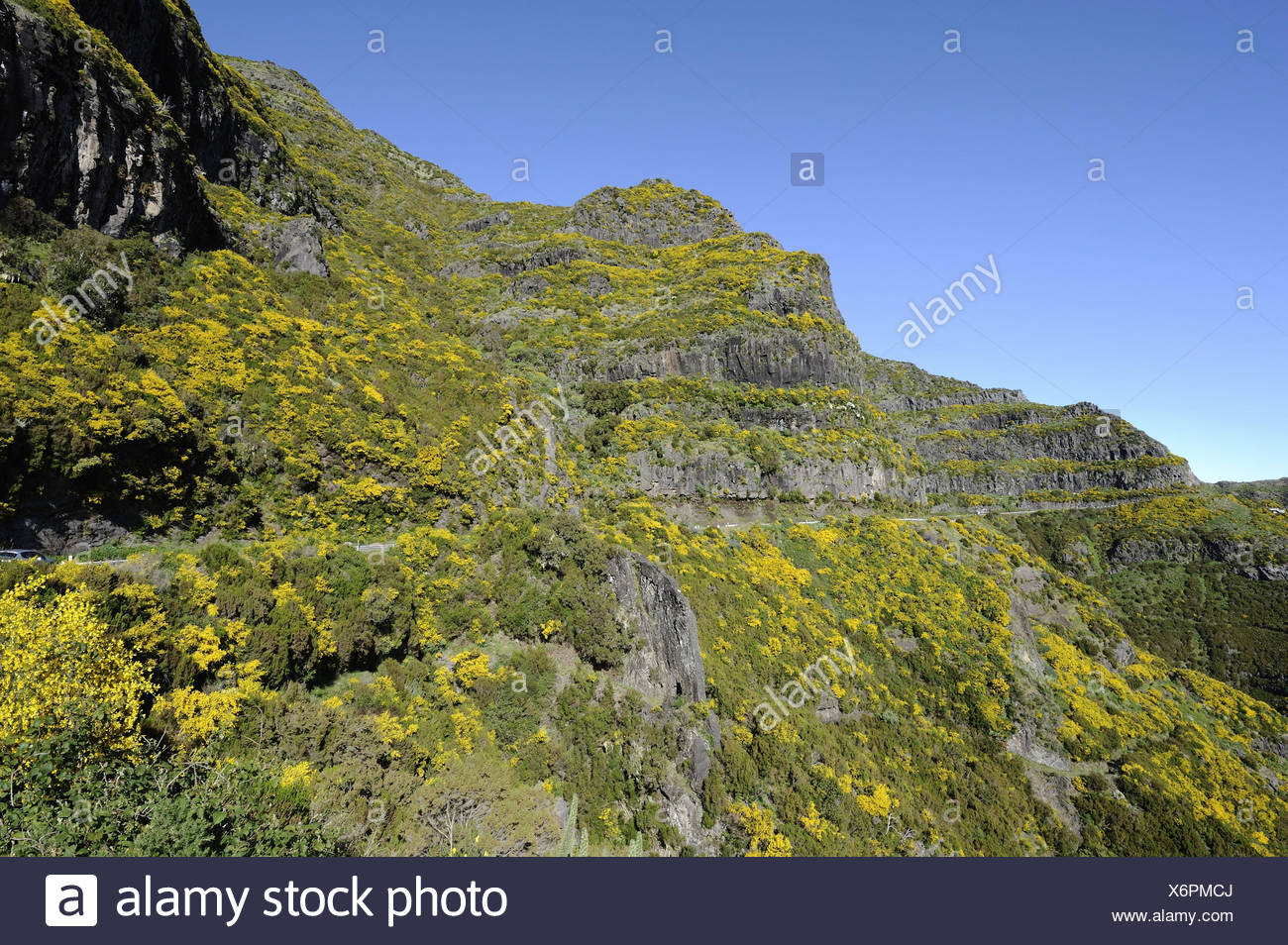Madeira Portugal Vegetation Stock Photos & Madeira Portugal Vegetation ...