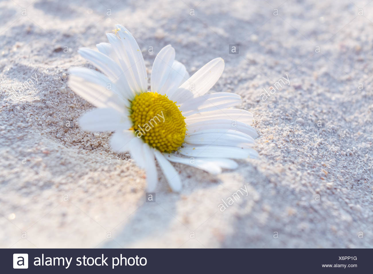 Beach Daisies High Resolution Stock Photography and Images - Alamy