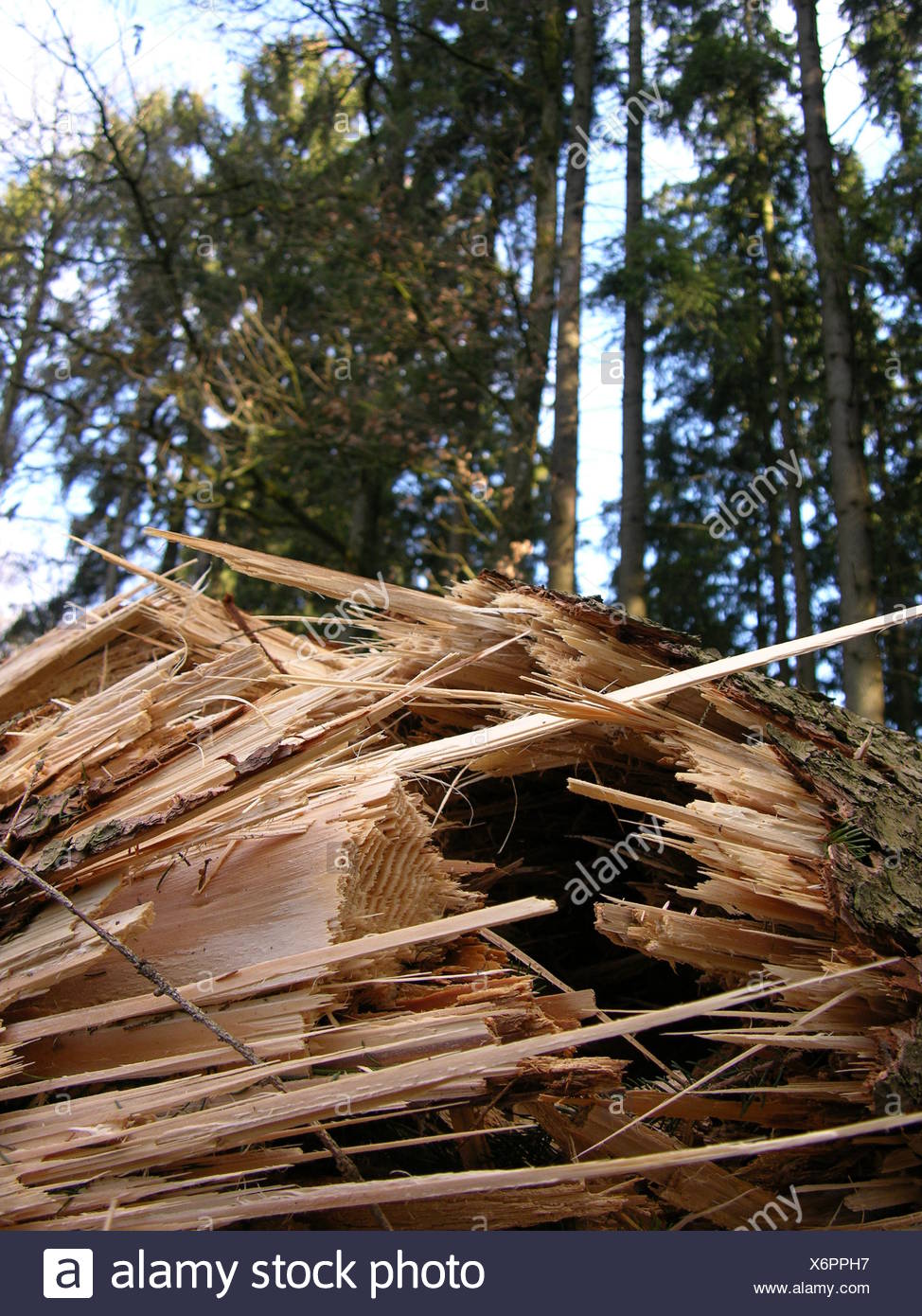 Wood Splinter High Resolution Stock Photography and Images - Alamy