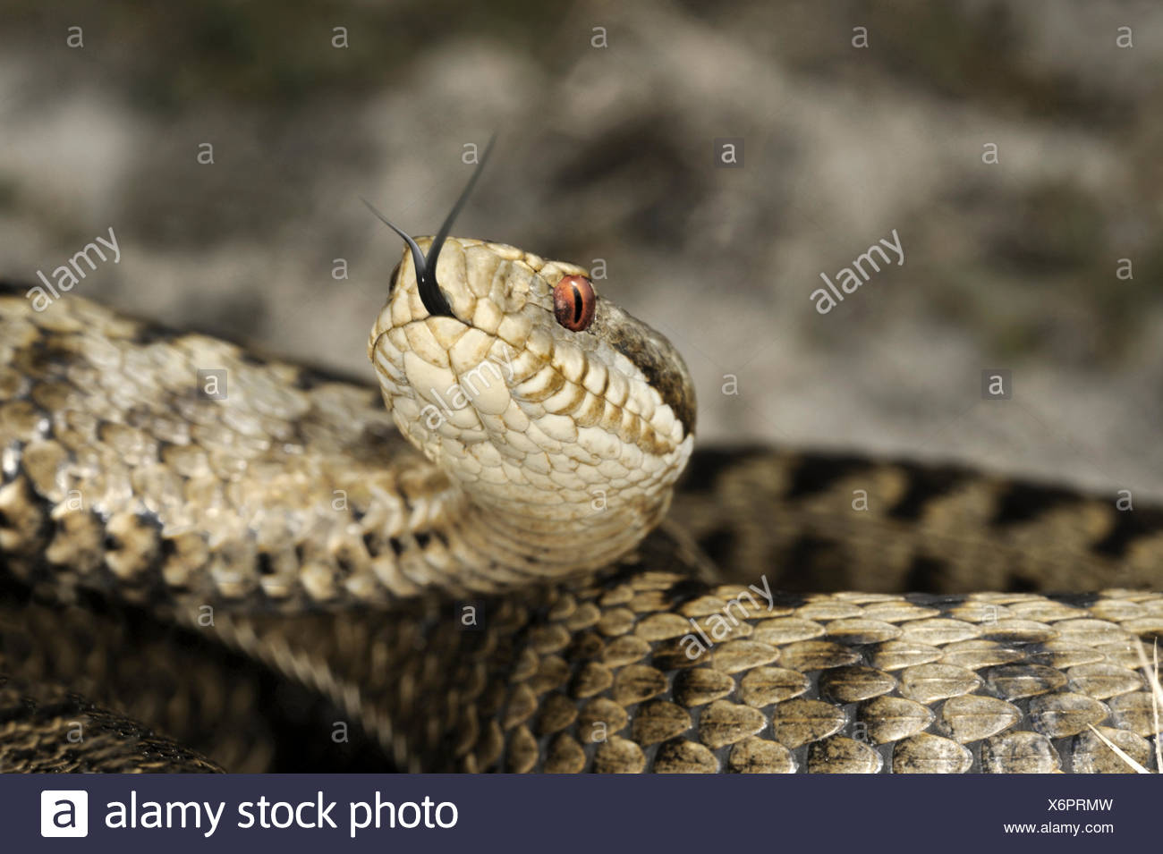 Vipera Berus High Resolution Stock Photography and Images - Alamy