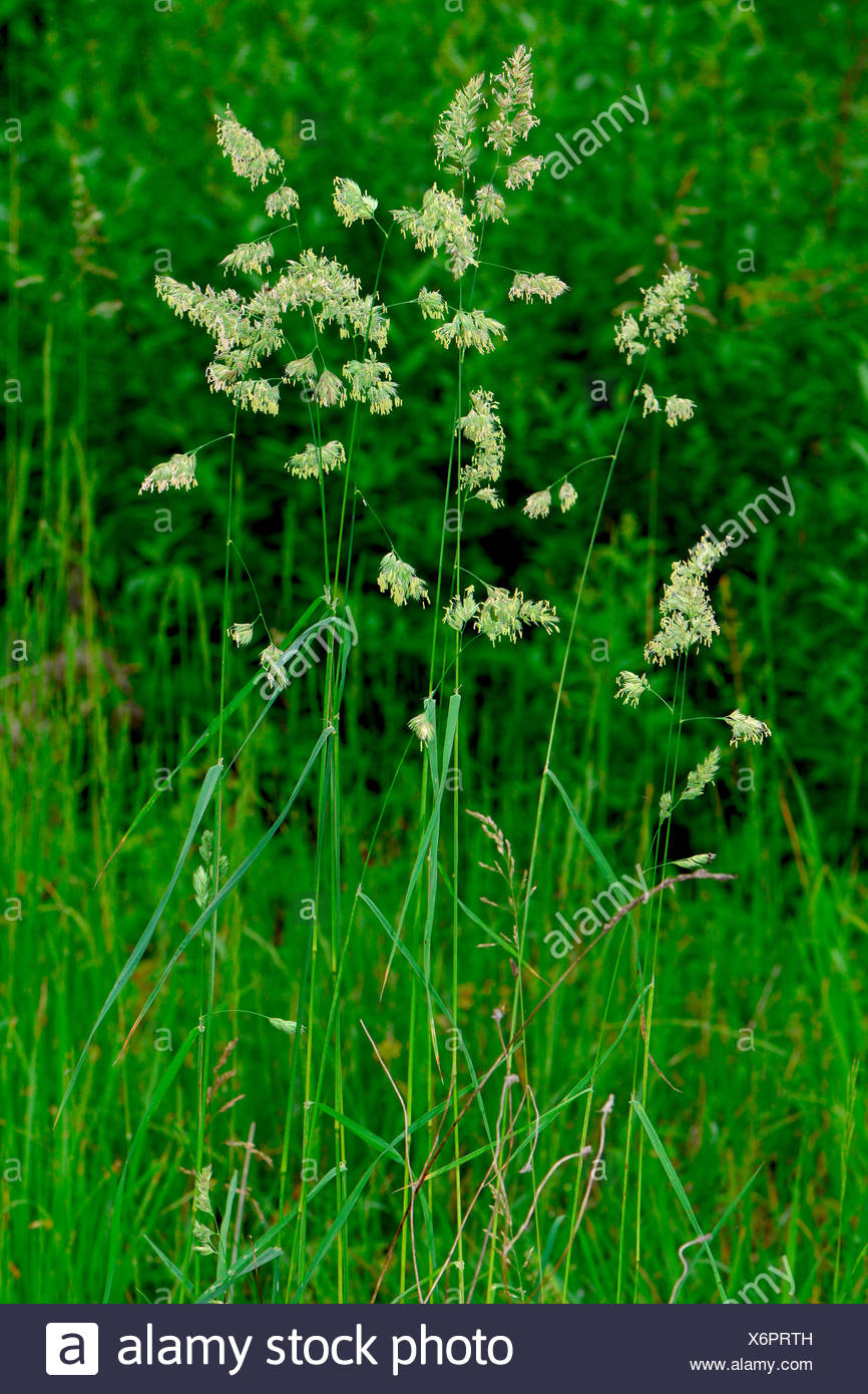 Cocksfoot Grass Stock Photos & Cocksfoot Grass Stock Images - Alamy