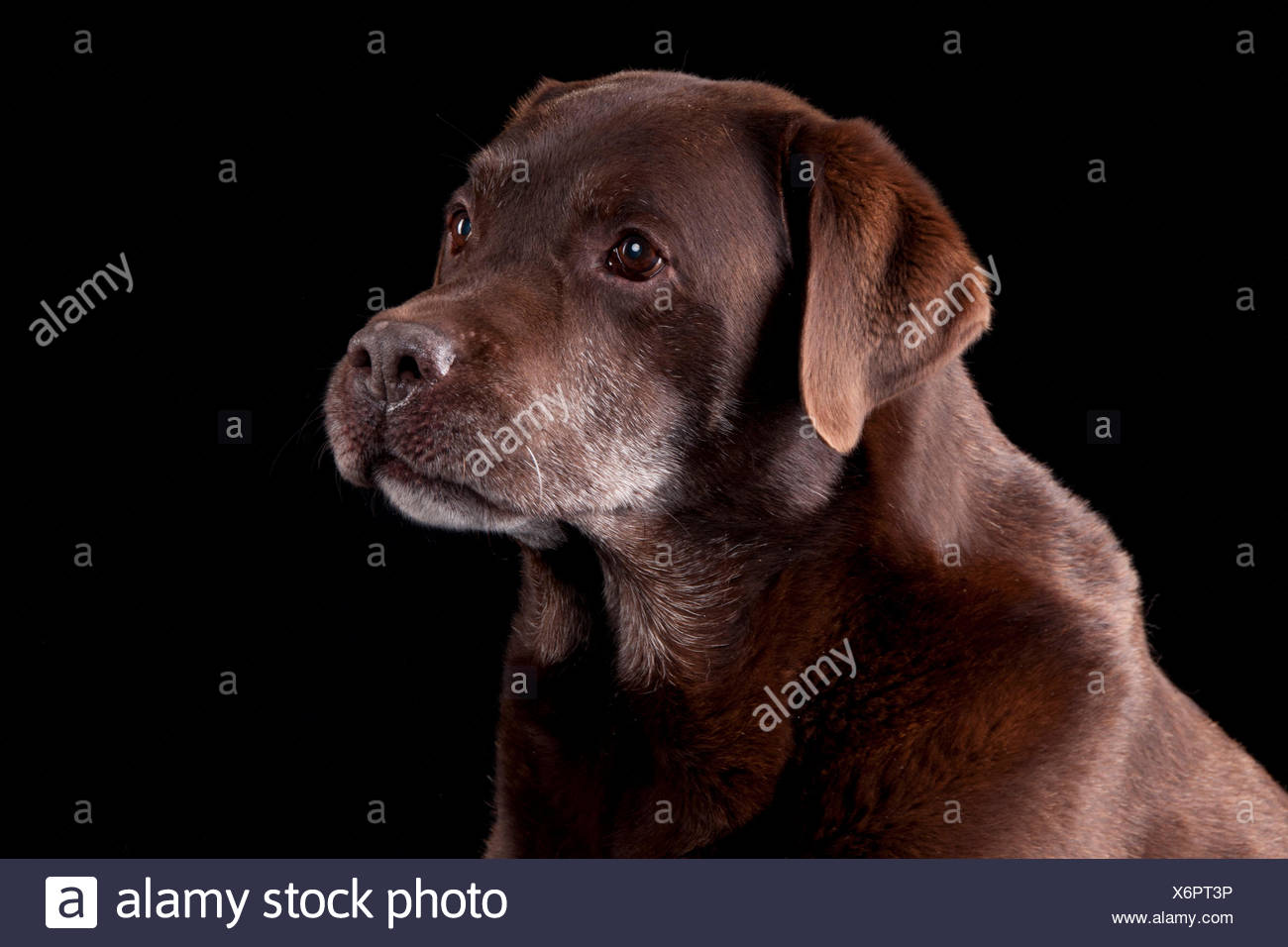 Adult Chocolate Labrador Retriever High Resolution Stock Photography ...